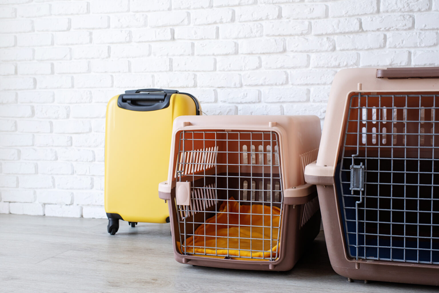 Custom Dog Travel Crates – IATA Approved - Pets in Transit